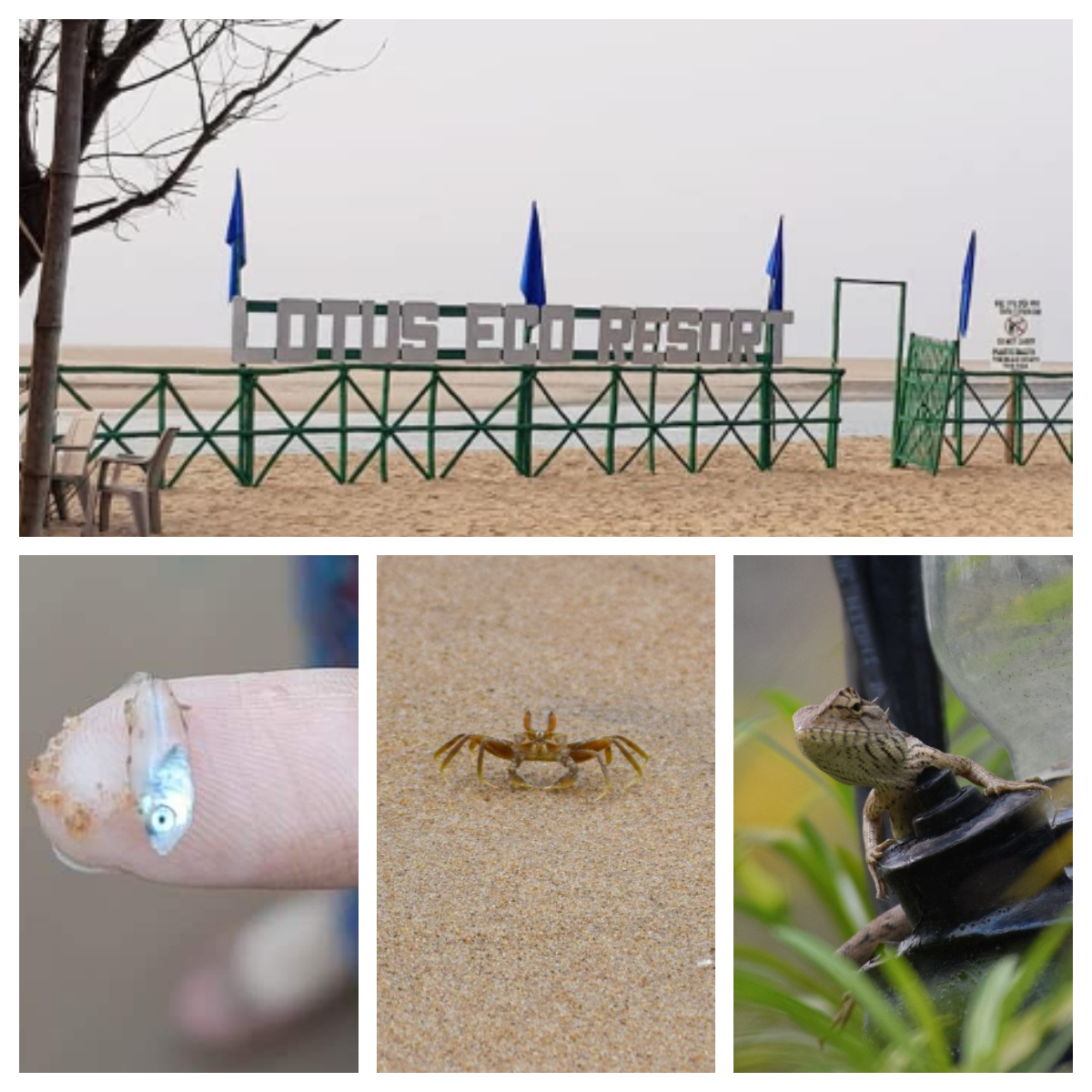 Lotus Eco Beach Resort - A Bucolic Retreat In Konark | Lifestylepeek